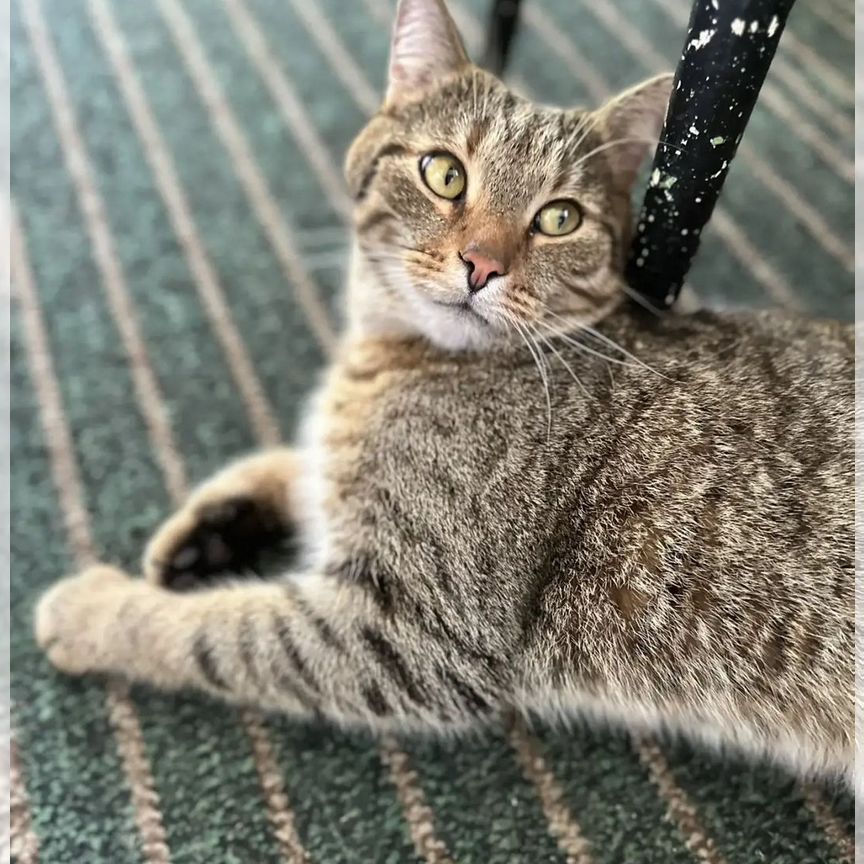 Взрослый кот в добрые руки