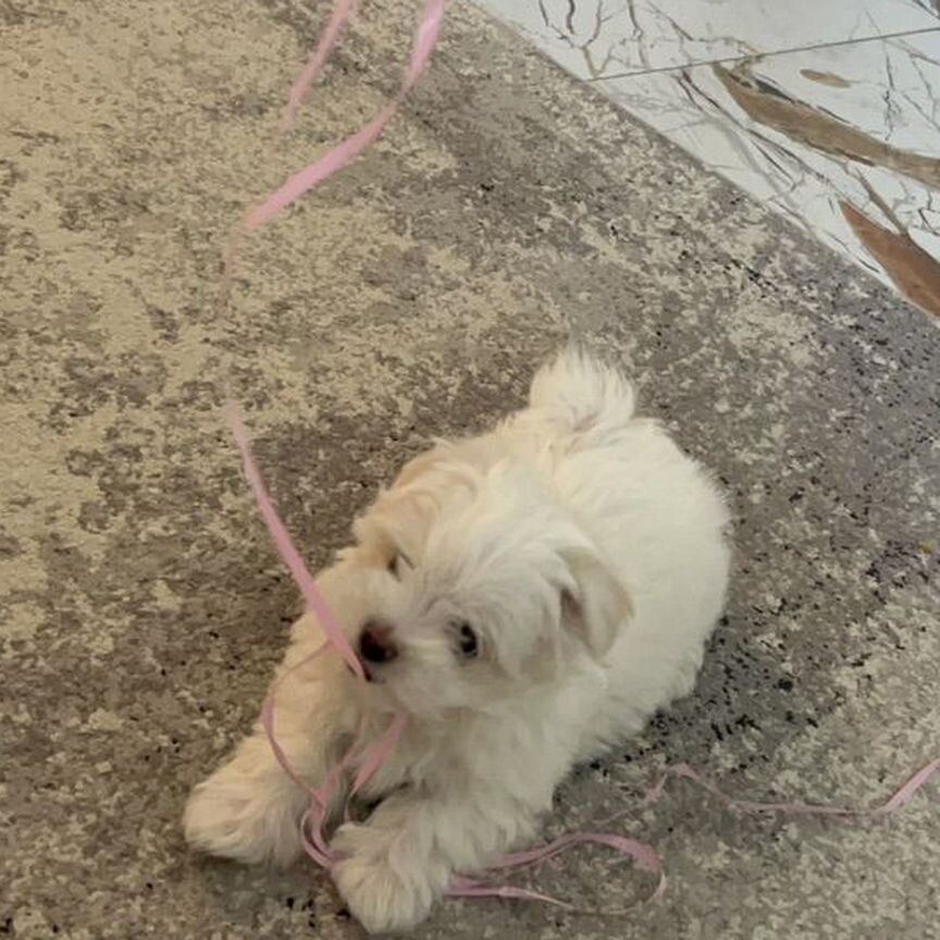 Мальтийская болонка, щенок