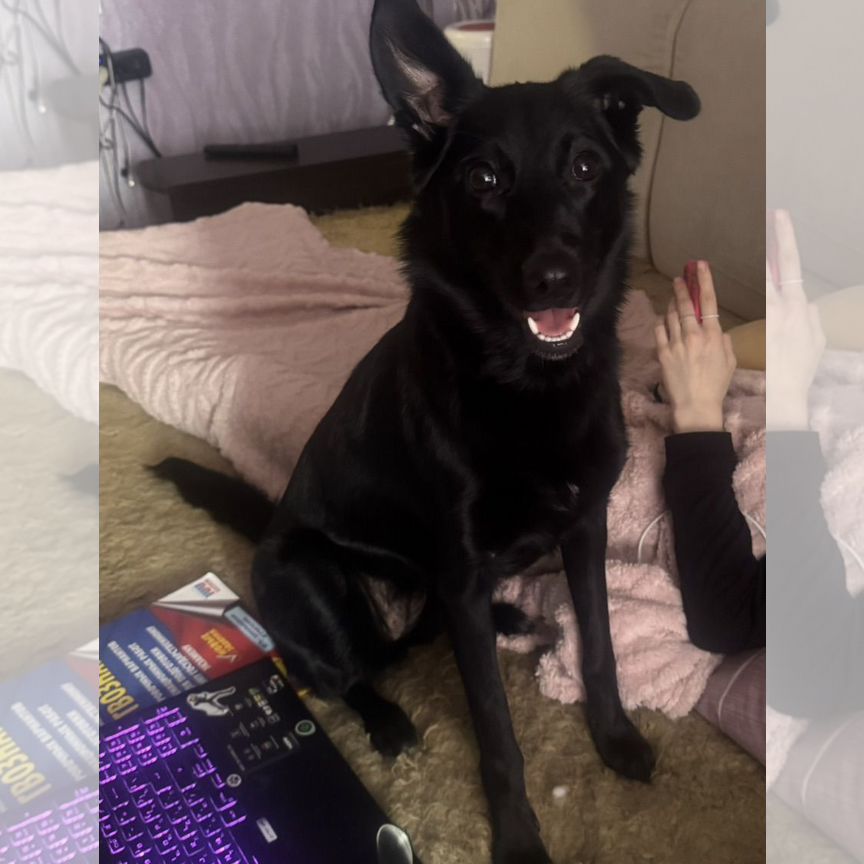 Взрослая собака в добрые руки