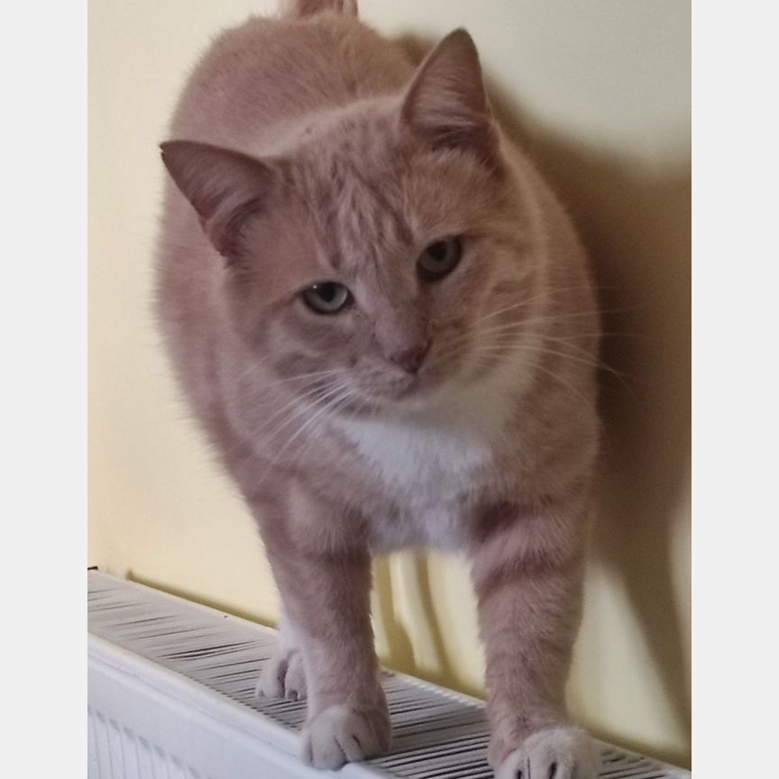 Отдам котика в добрые руки