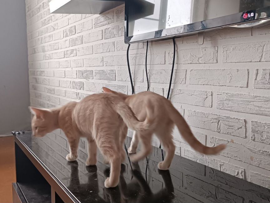 Рыжие кошечки, возраст 3,5 мес