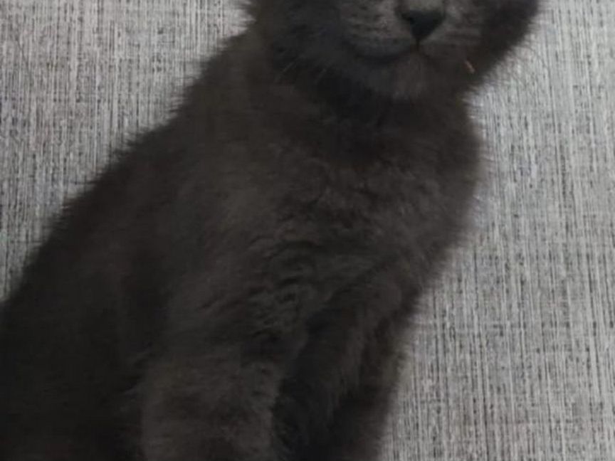 Котенок темно серый