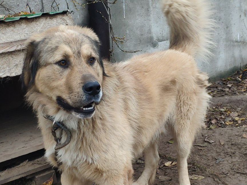 Собака Лев