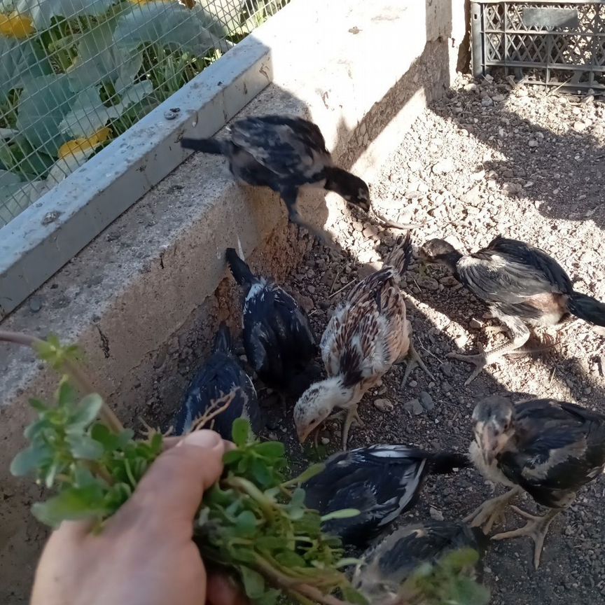 Бойцовая птица