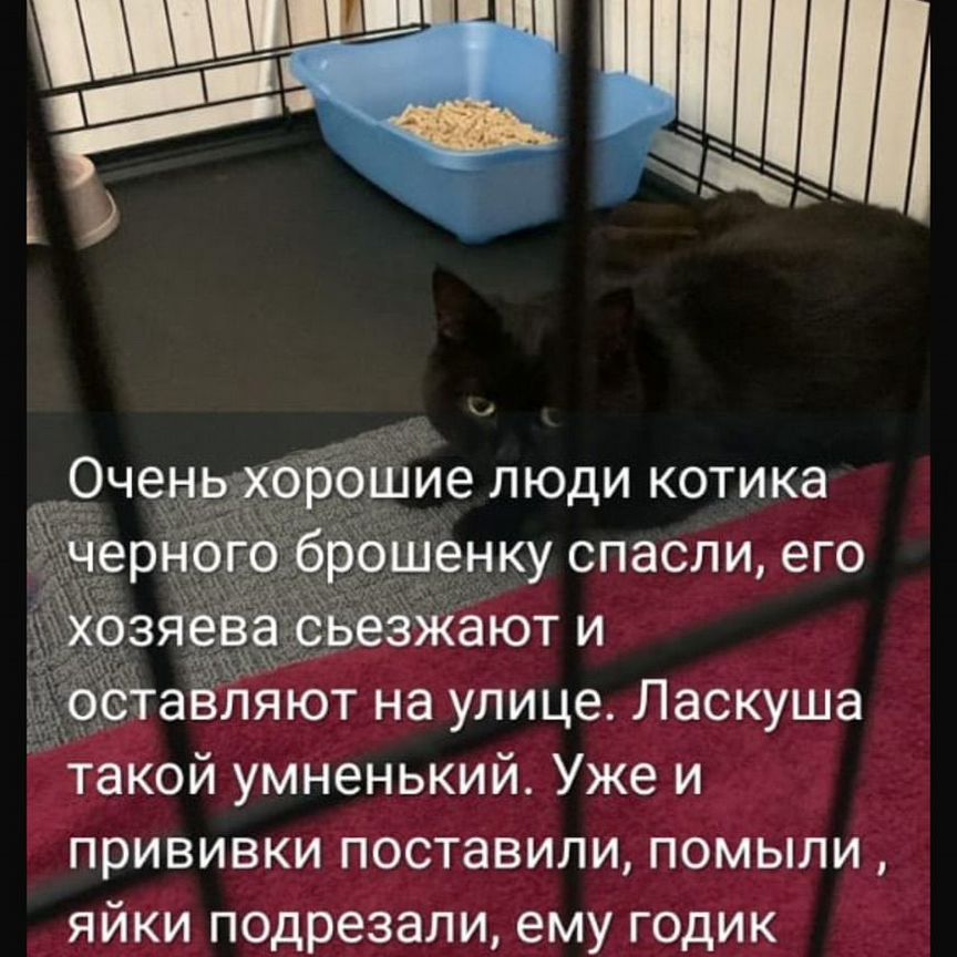 Брошеный котик привитый, кастрированный