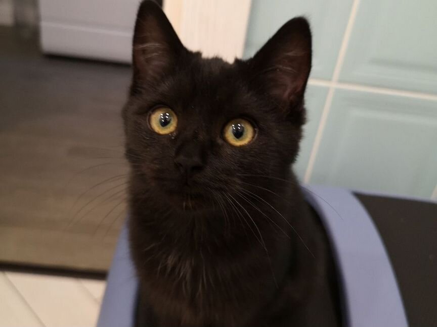 Котёнок черный в добрые руки (С Прививками)