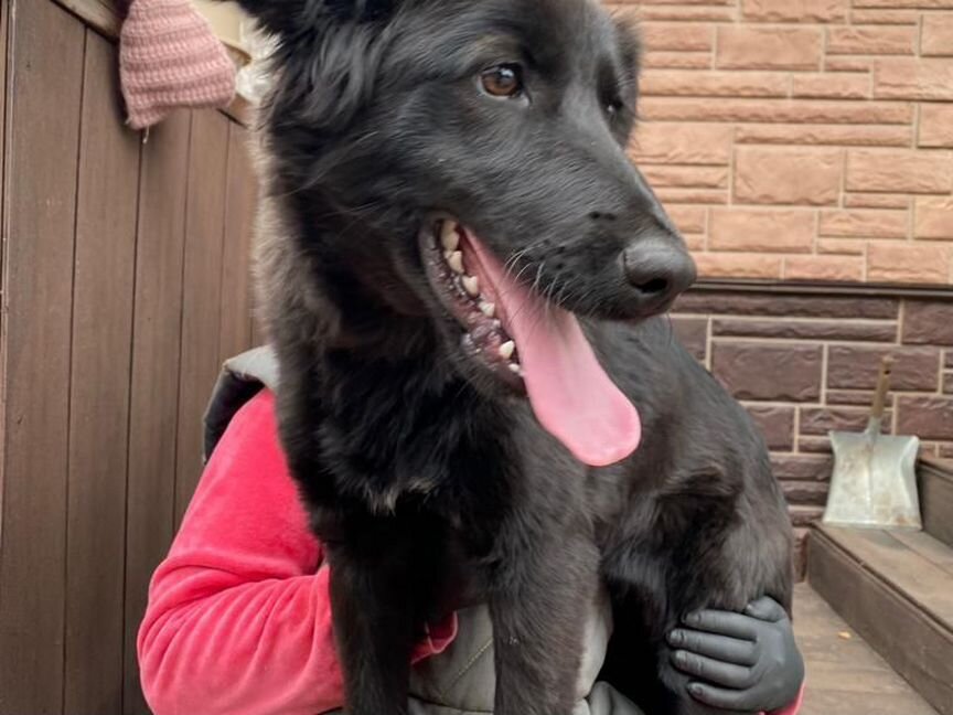 Собака Девочка Бэтти