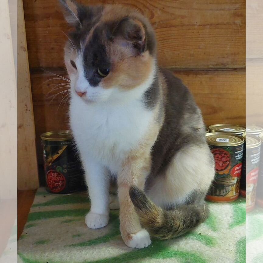 Взрослая, кошка в добрые руки