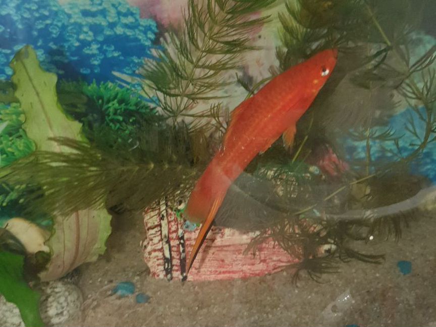 Самцы меченосца или обмен