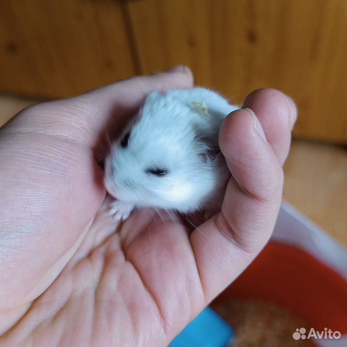 Джунгарский хомяк бесплатно