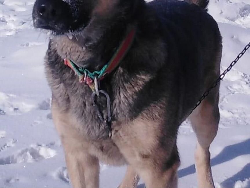 Берта, метис овчарки