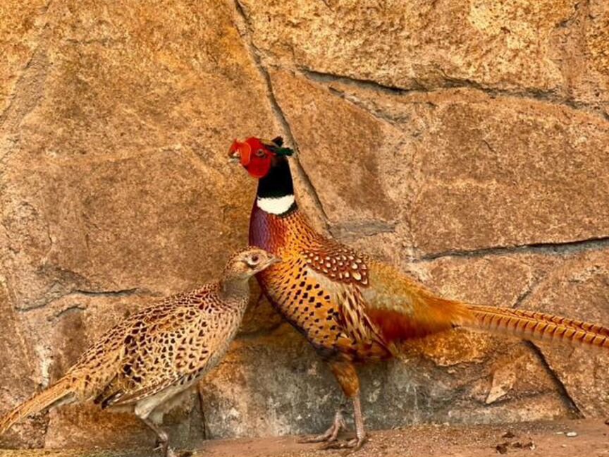 Фазан охотничий