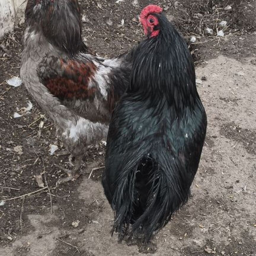 Петуха на курицу гусака на гуску