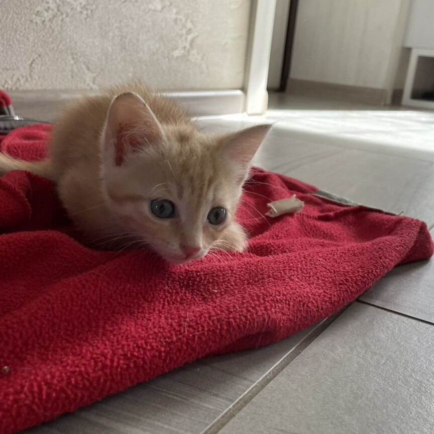 Котята