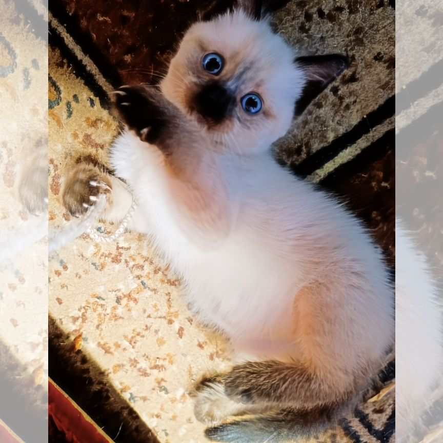 Кот