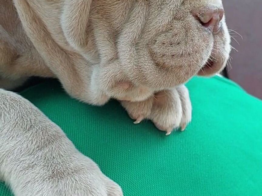 Неаполитанский мастиф