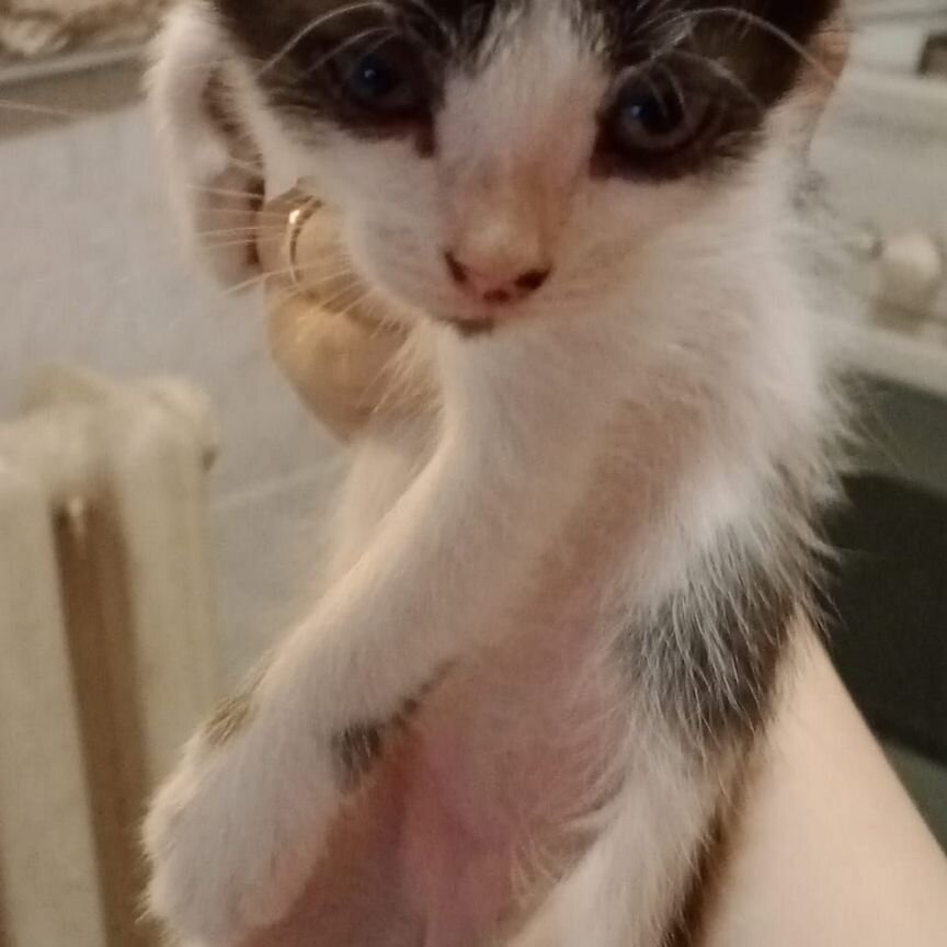 Отдам котят