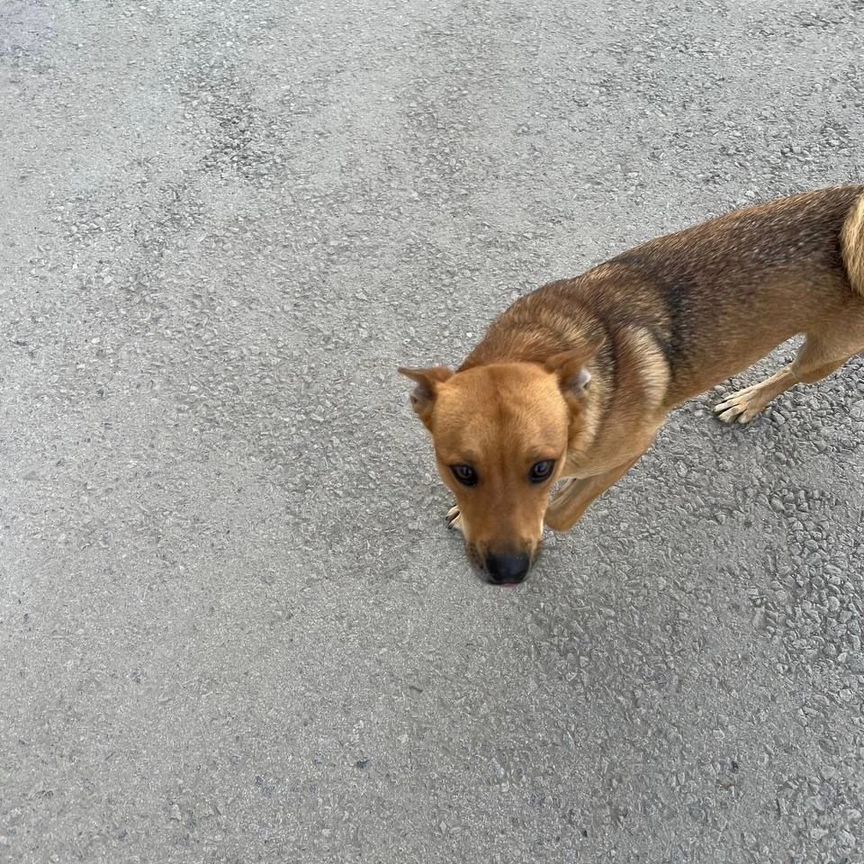 Пристраивается в добрые руки