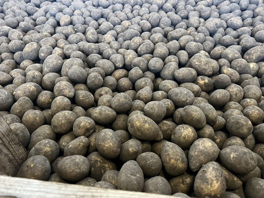 Картофель кормовой