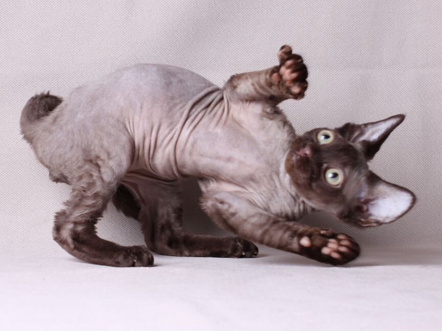 Шоколадный котик шоу Девон-рекс