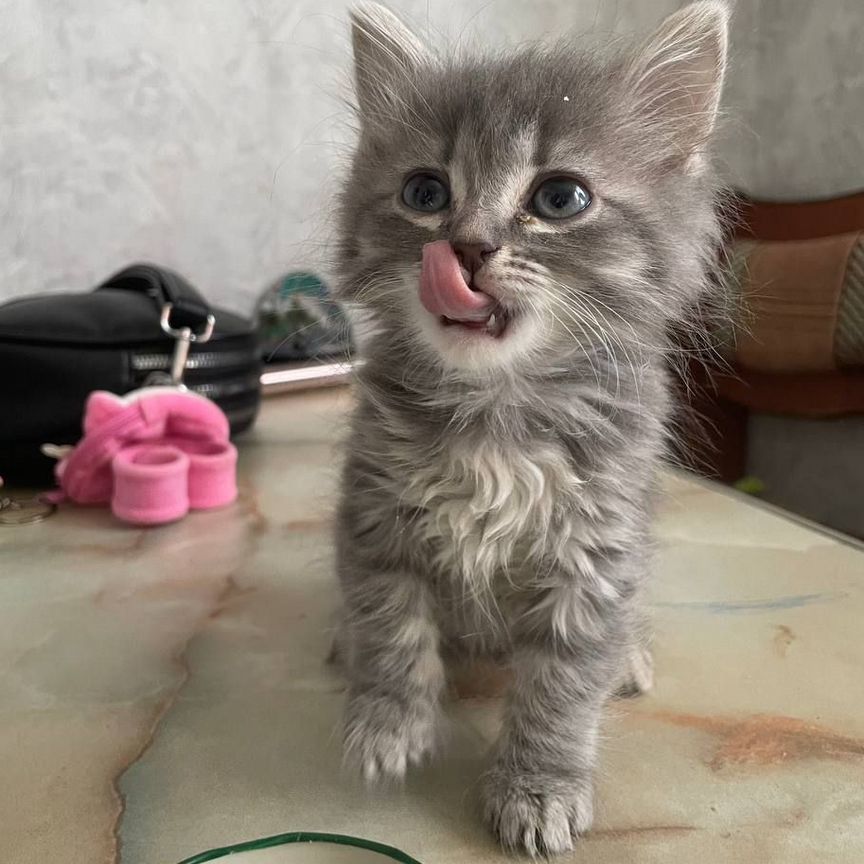 Британский длинношёрстный котёнок