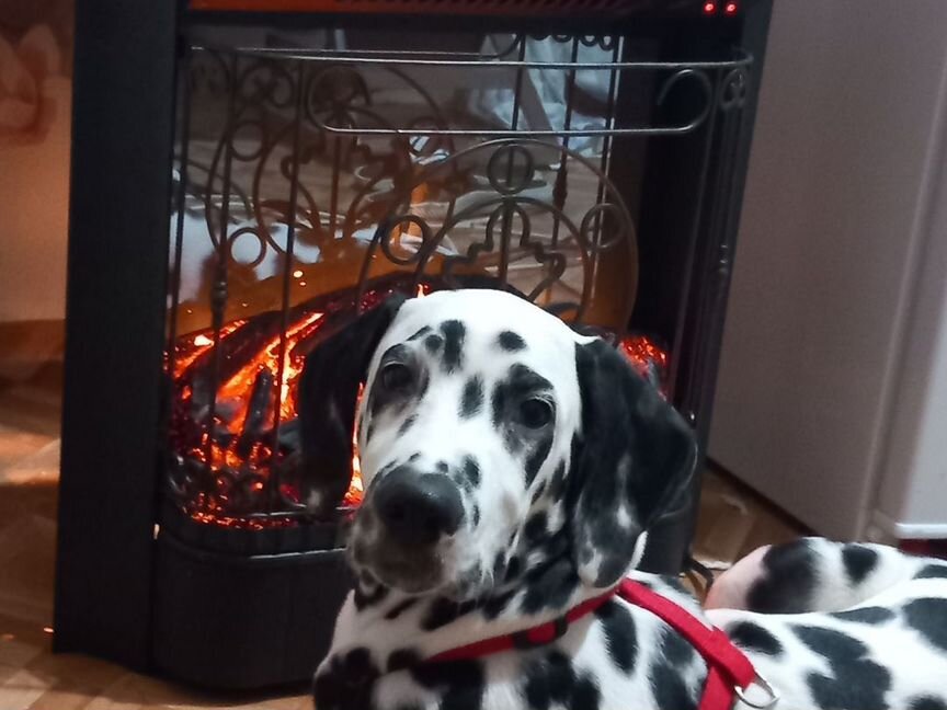 Далматинец щенок мальчик