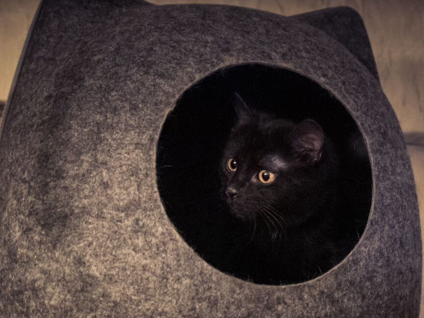 Кошечка Ночка в добрые руки