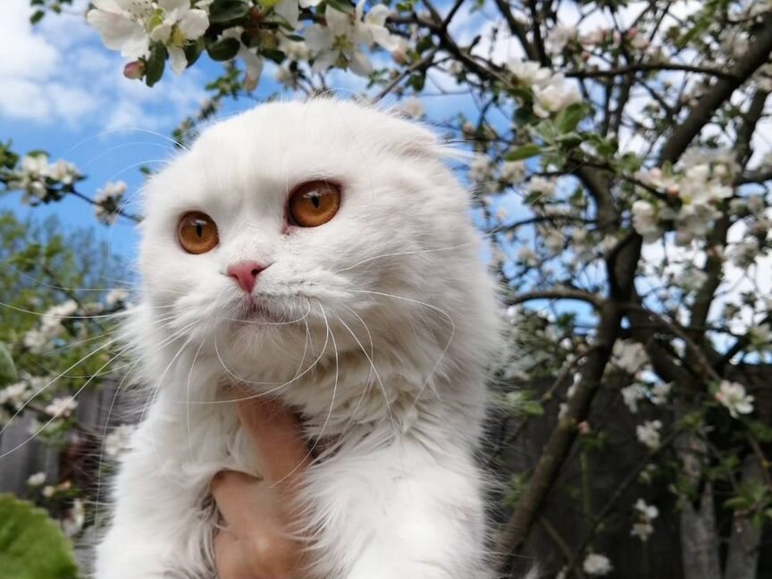 Отдам в добрые руки хайленд фолд