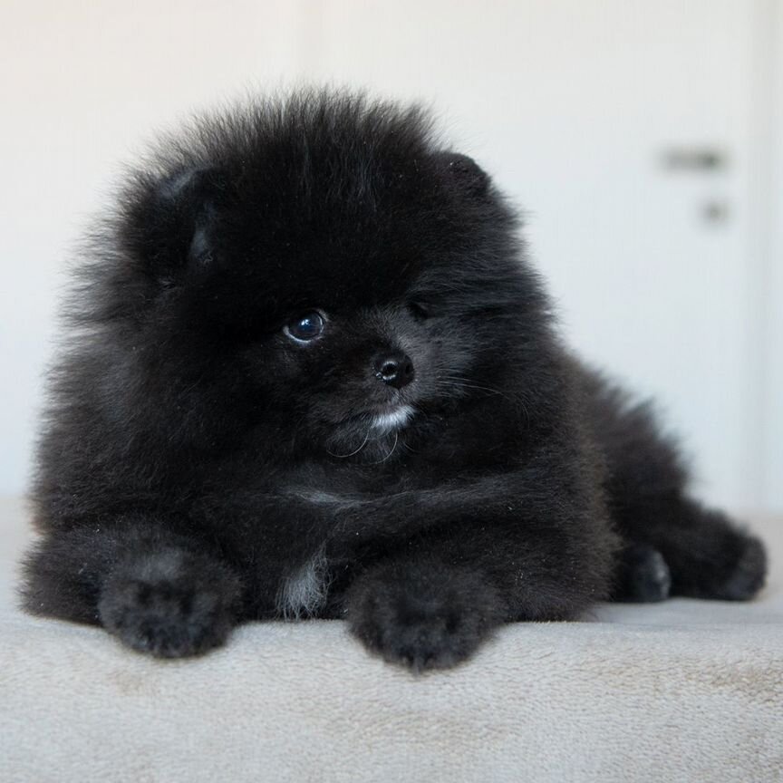 Померанский шпиц, щенок