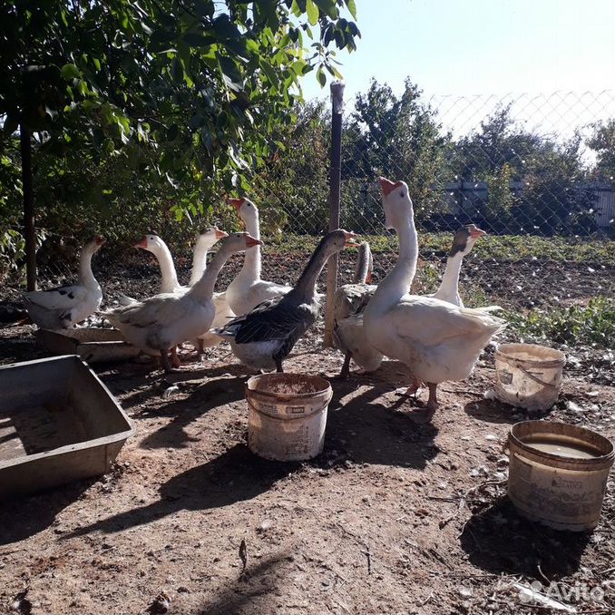 Индюшата, гусята холмогоры