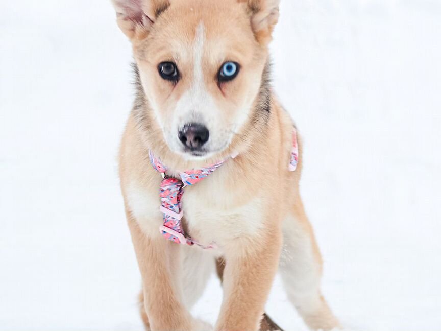 Щенок с разноцветными глазками в добрые руки