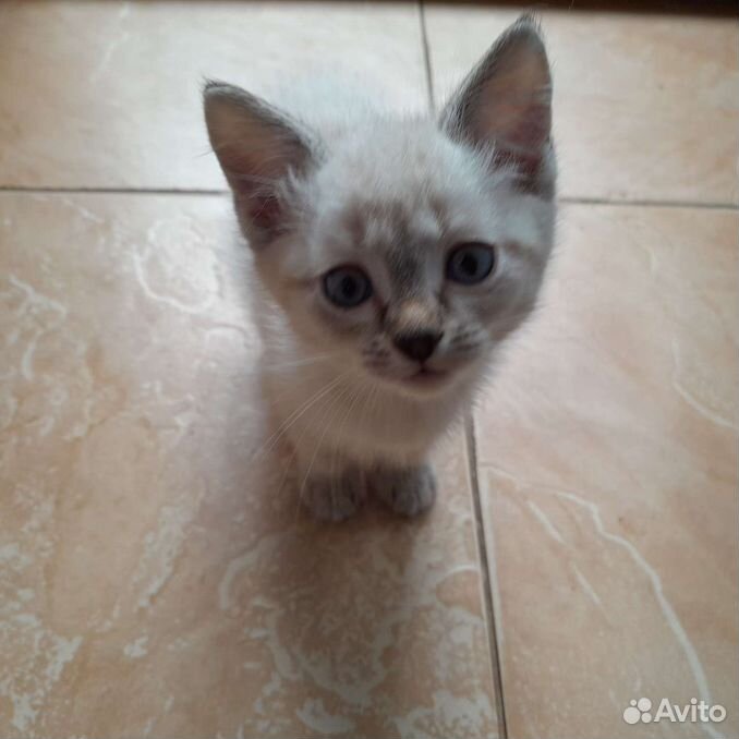 Сиамская кошечка