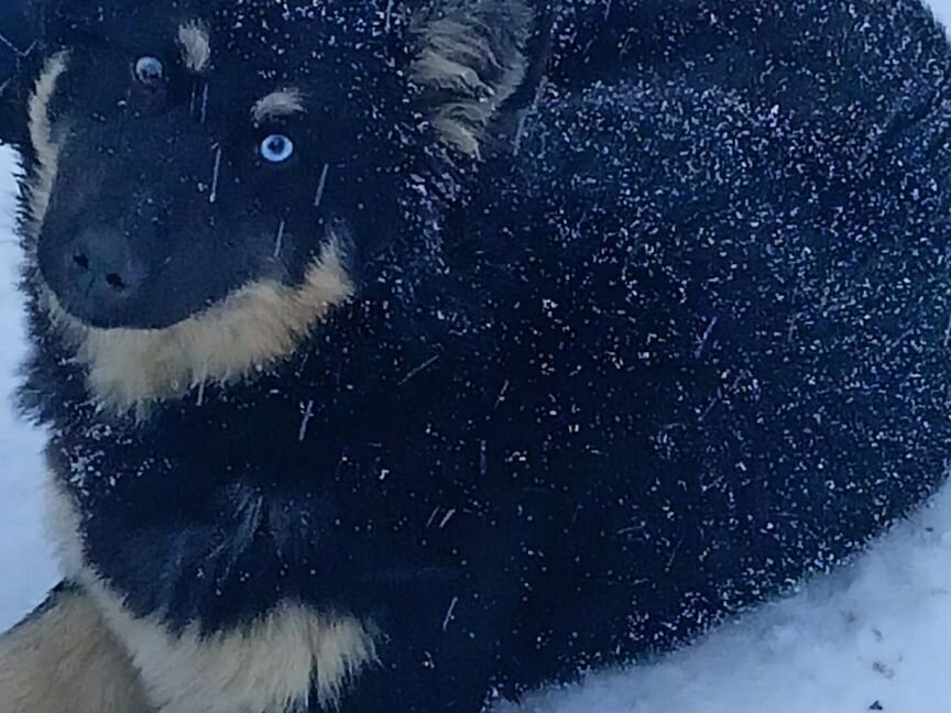 Кутенок девочка