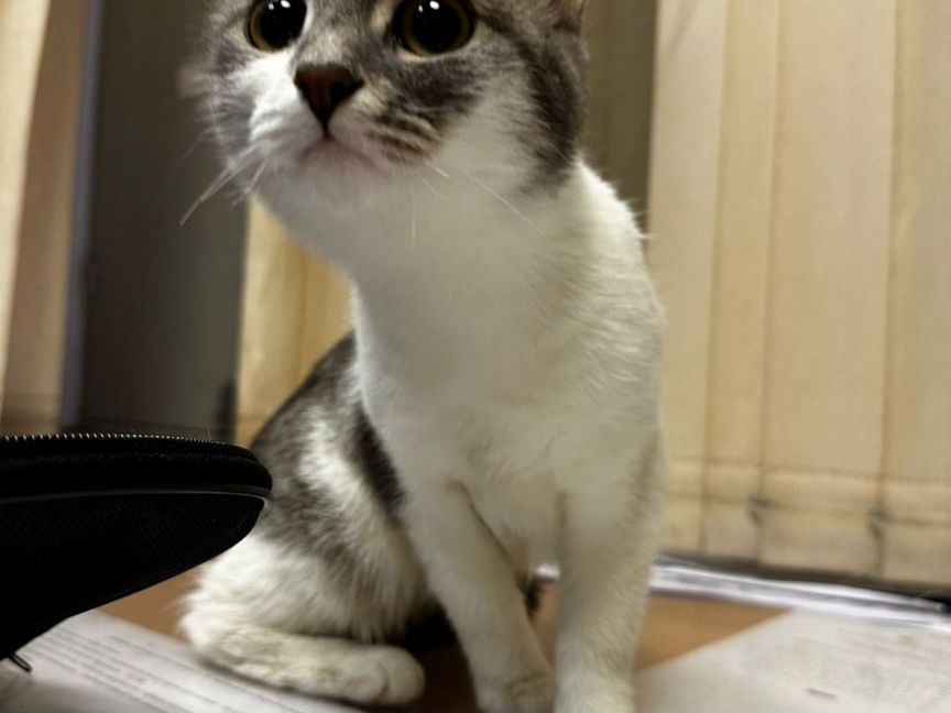 Красивая кошка)