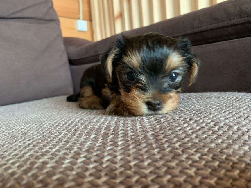 Йоркширский терьер мини беби фейс щенки