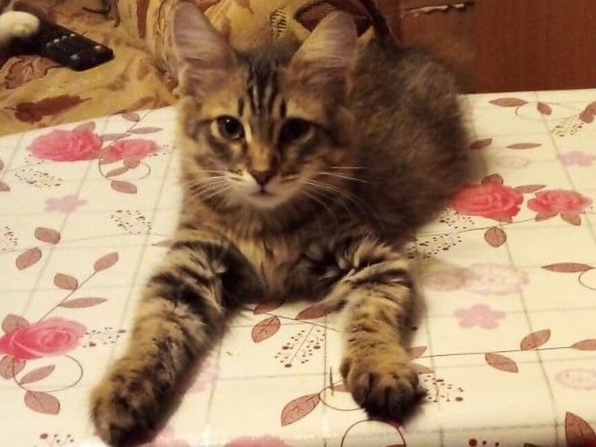 Очаровательный котенок (мальчик)