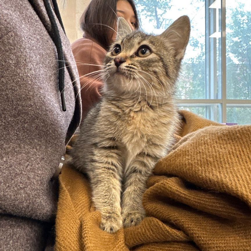 Нашли котенка