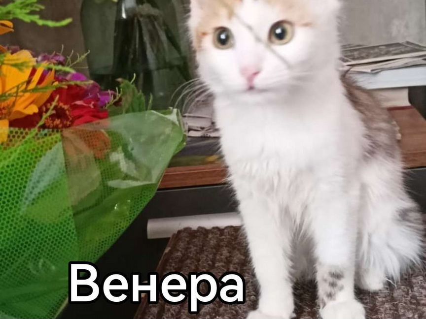 Малышка в дар