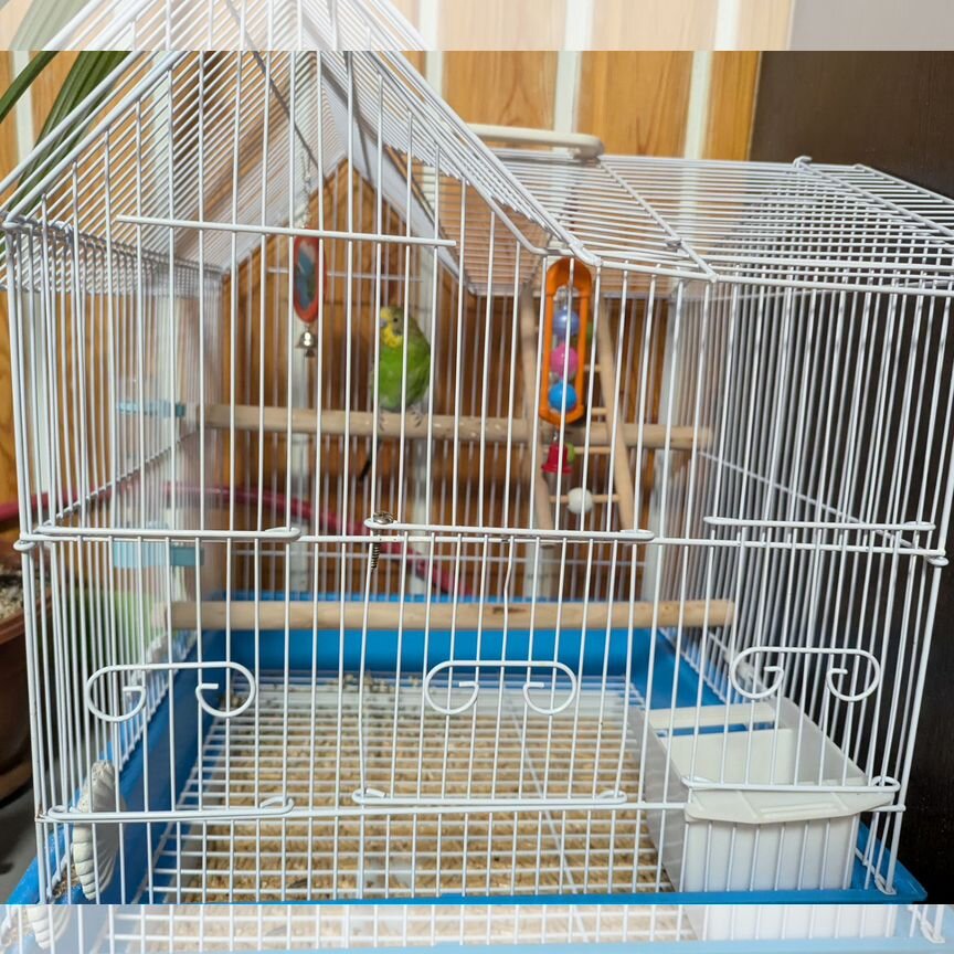 Попугай с клеткой