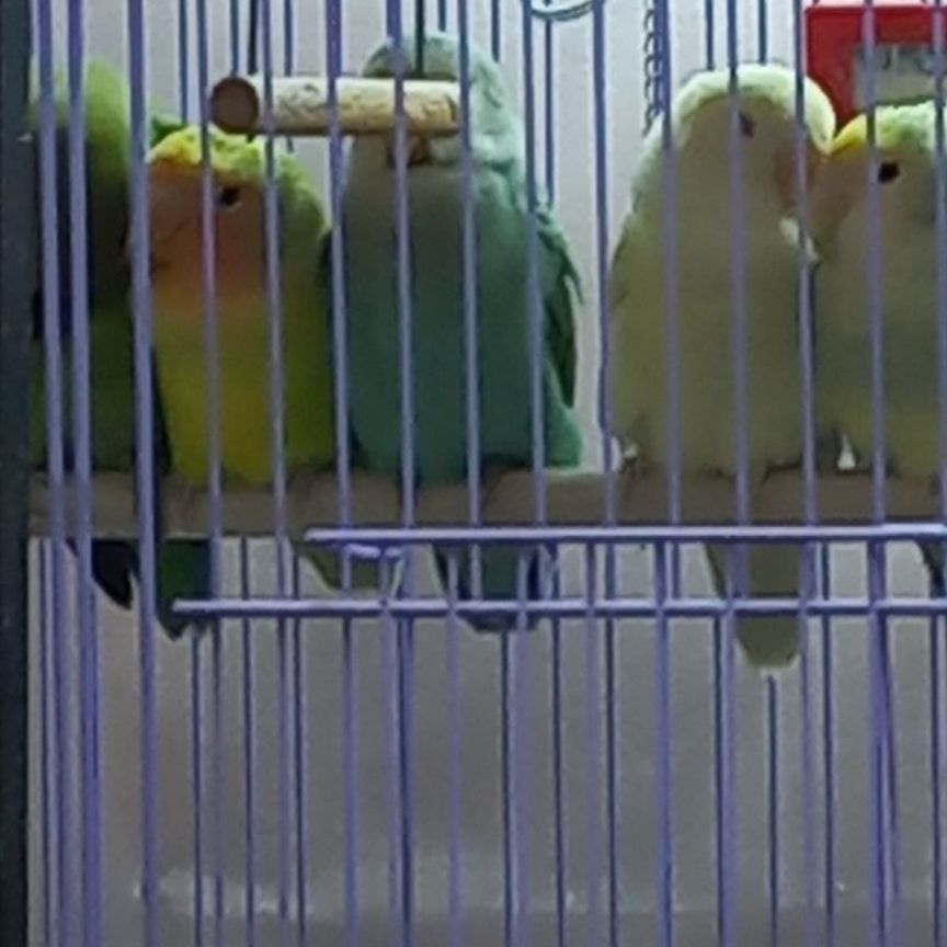 Попугаи неразлучники птенцы