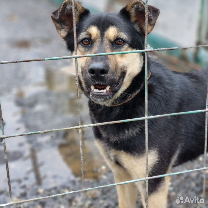 Спаси молодую собаку из приюта
