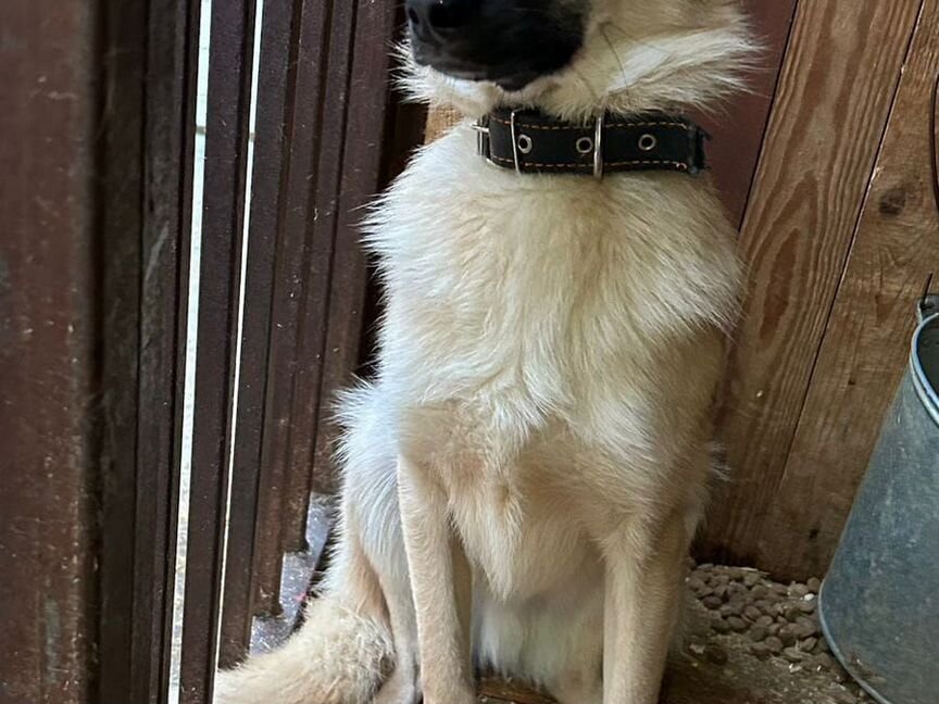 Молодому, активному псу Лимону нужен свой человек