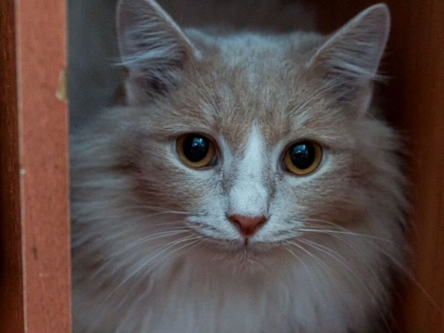 Спокойный котик Максик ищет маму
