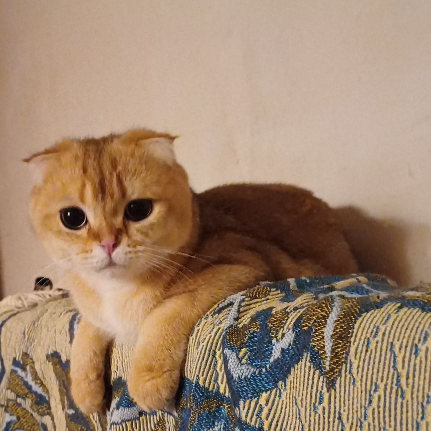 Отдам кота и кошку Золотая шиншилла