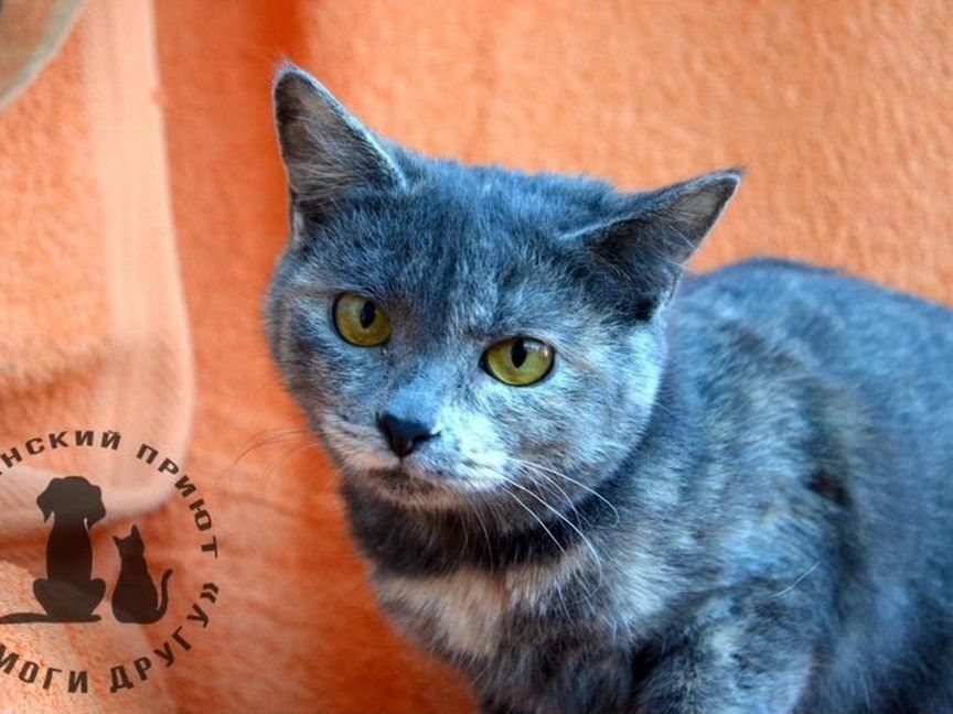 Майя ищет дом