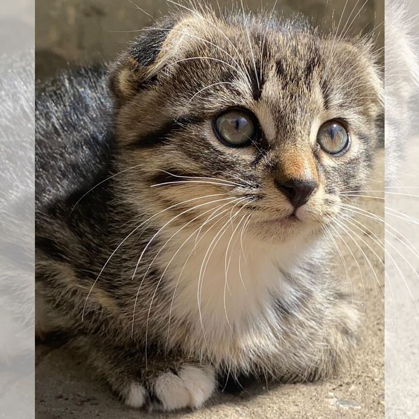 Вислоухие котята в добрые руки