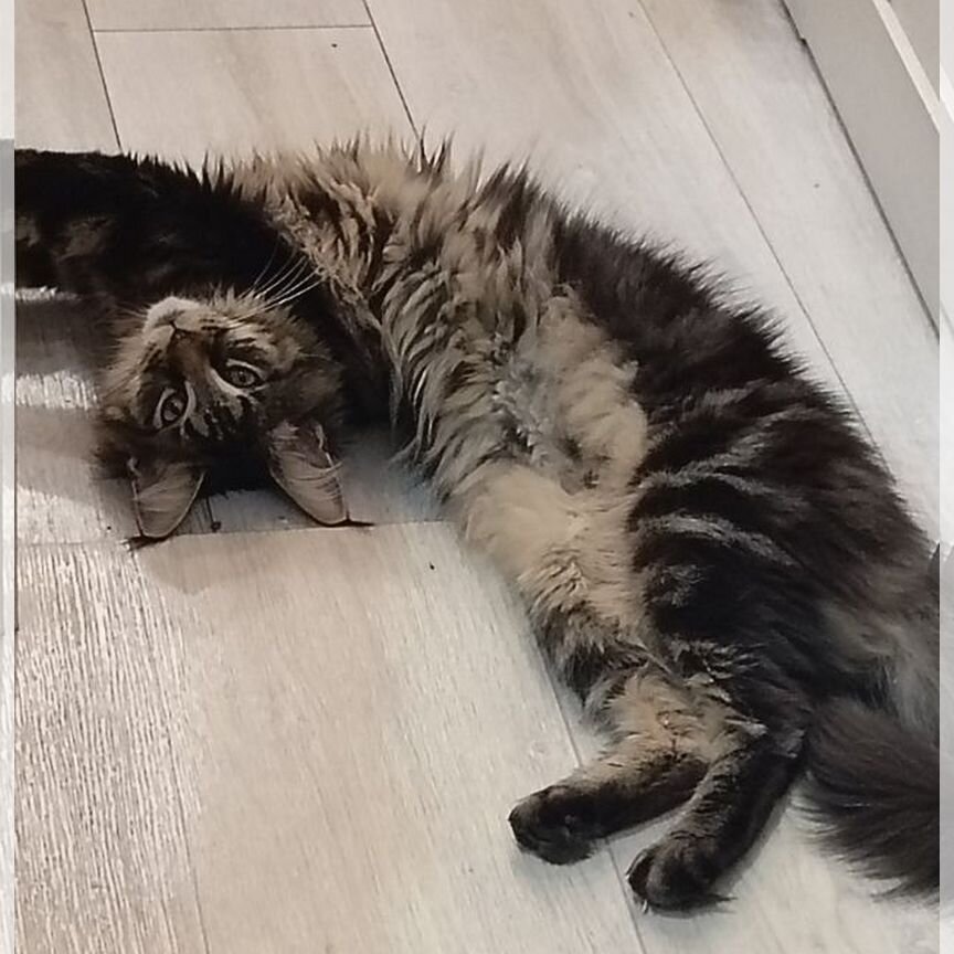 Мейн-кун, взрослая кошка