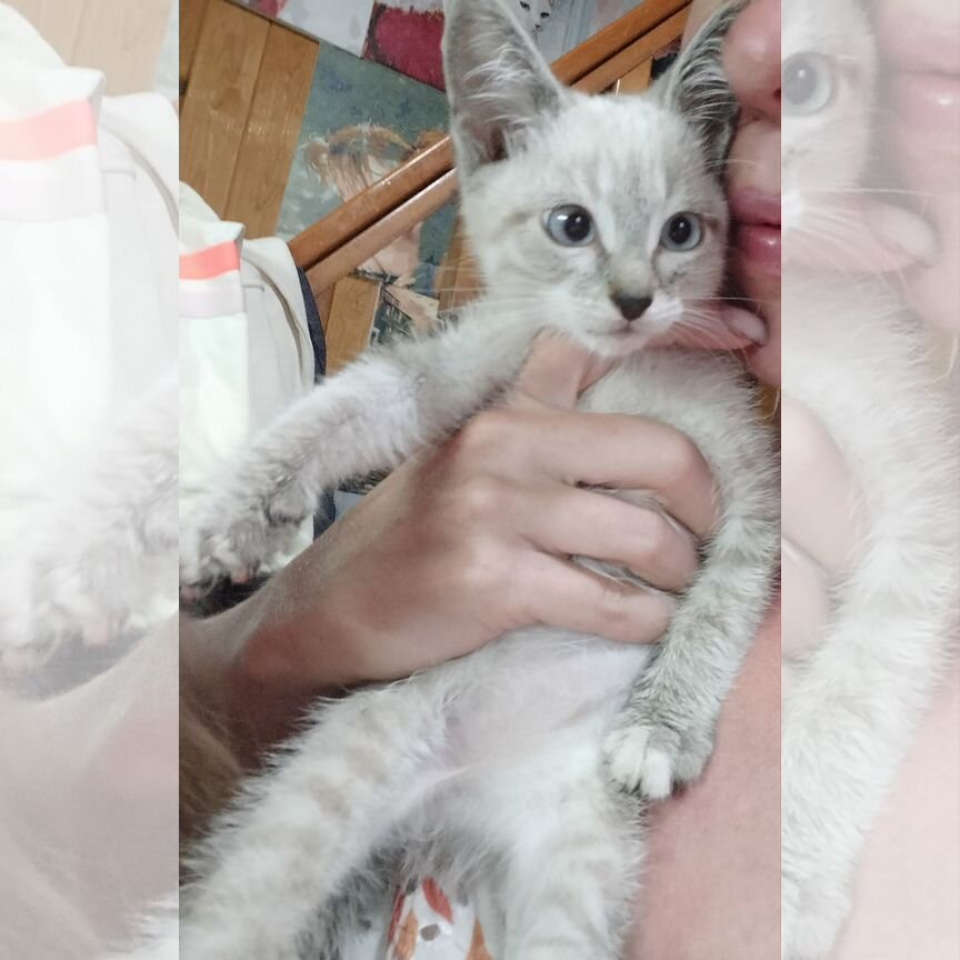Котёнок мальчик