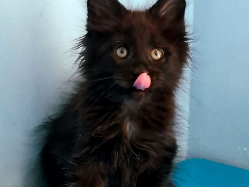 Мейн-кун красавчик