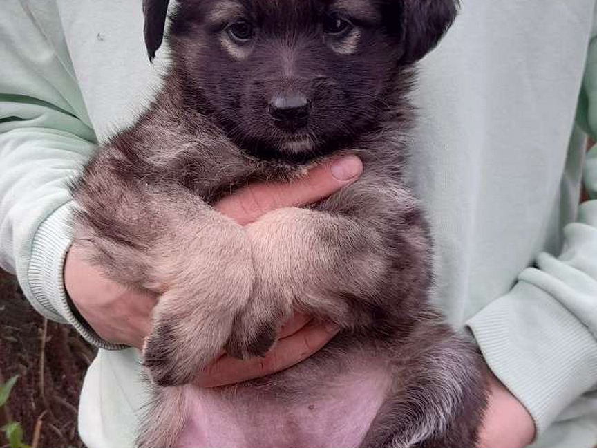 Щенки дворняги 2,5 месяца отдам в добрые руки